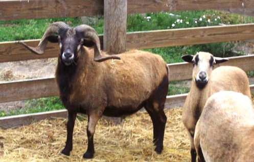 Sanctuary Residents | Mirandas Rescue